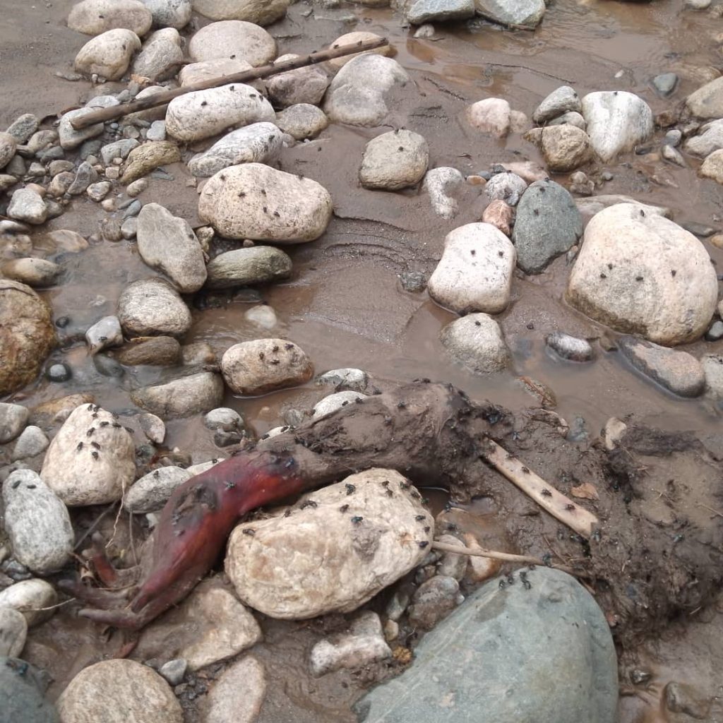 Rotten arm found in River Nyamwamba - Kasese Guide Radio